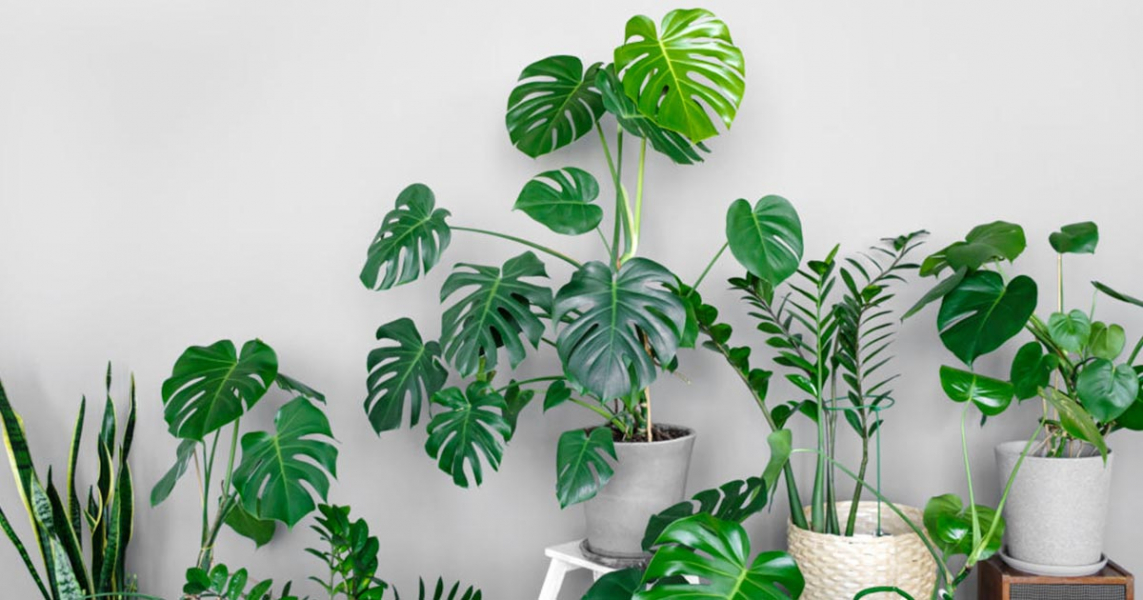 Conoce estas plantas de sombra para decorar tu apartamento